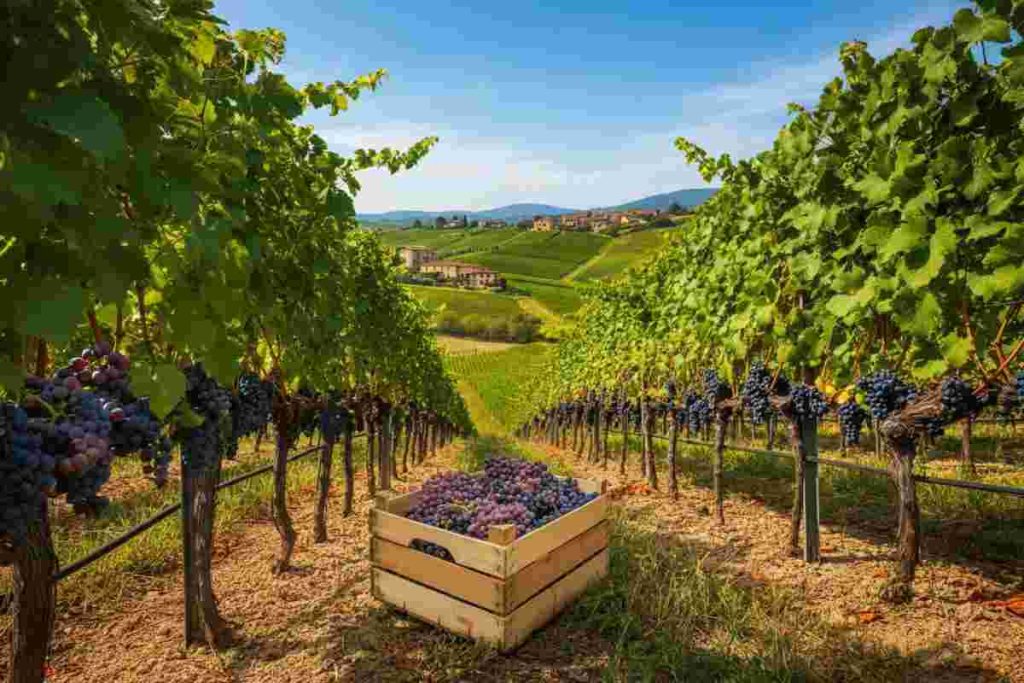 Dazi al 15%: Martellozzo di Bellussi ottimista sul futuro del prosecco ...