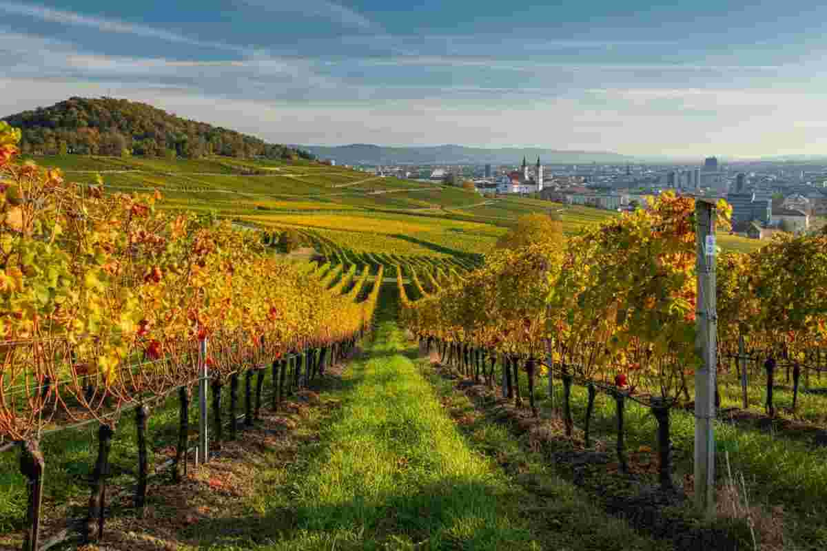 Autunno a Vienna: un viaggio tra le vigne incantate - Smetteredilavorare.it